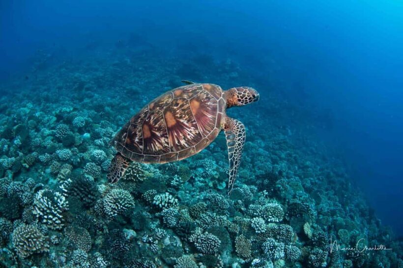Bora Bora: 1 afternoon dive for certified divers - An Overview of the Experience