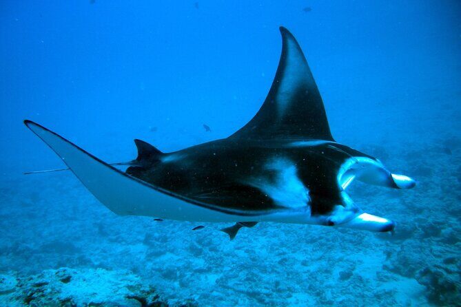 Bora Bora adventure Private Combo Jet Ski and Eco Sharks Snorkel - Snorkeling with Sharks, Rays, and Tropical Fish