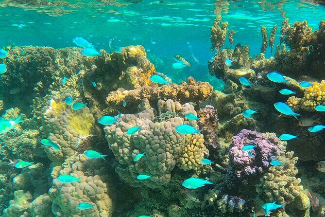 Bora Bora Combo Tour: Lagoon Cruise and 4WD Tour Including Snorkeling - FAQ