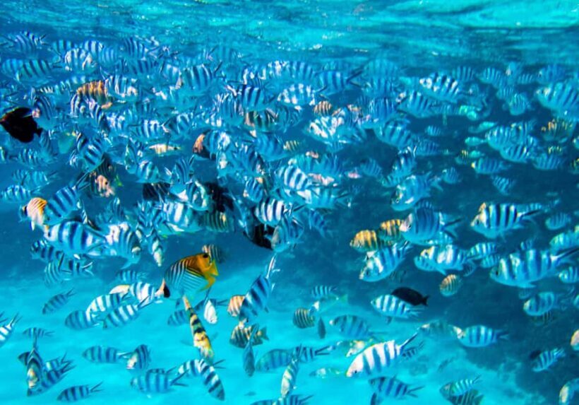 Bora Bora: Full-Day Lagoon Snorkelling Tour - Why This Tour Offers Great Value
