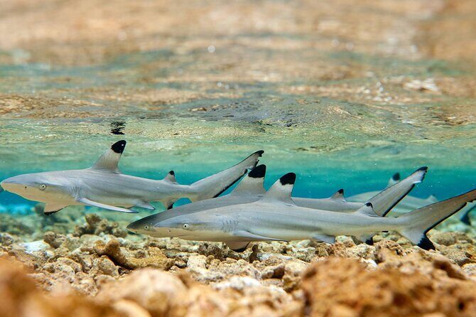 Bora Bora Full Day Manu Lagoon Excursion - Authentic Experiences and Highlights