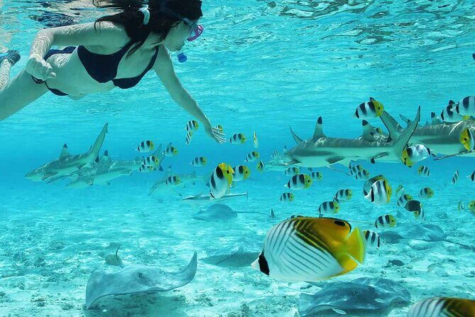 Bora Bora Full Day Manu Lagoon Excursion - The Sum Up