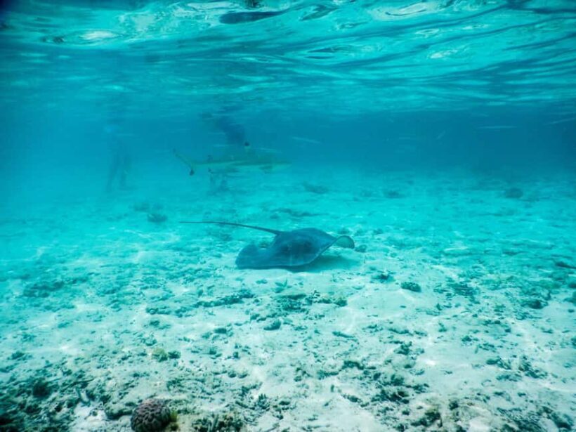 Bora Bora: Half-Day Lagoon Snorkelling Tour - Key Points