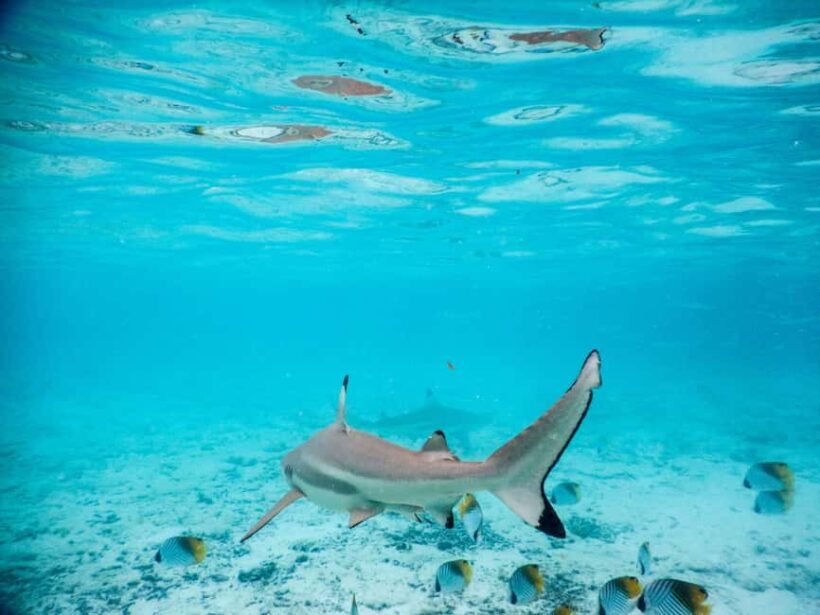 Bora Bora: Half-Day Lagoon Snorkelling Tour - Authentic Insights from Reviews