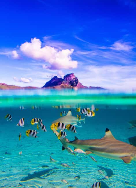 Bora Bora: Half-Day Lagoon Snorkelling Tour - FAQ