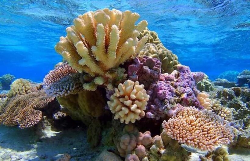 Bora Bora: Lagoon Snorkeling Half-Day Private Boat Tour - Who Should Consider This Tour?