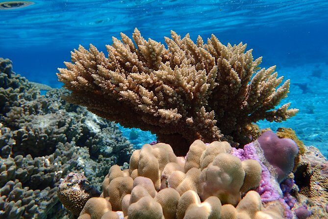 Bora Bora Lagoon Snorkeling Tour by Private Boat - Who Will Love This Tour?