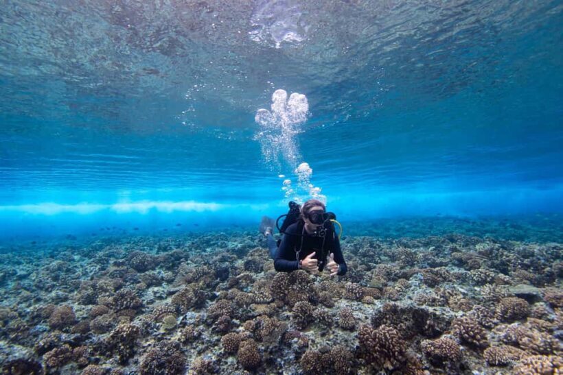 Bora Bora: Morning 2 tank dive for certified divers - A Close Look at the Bora Bora Dive Tour