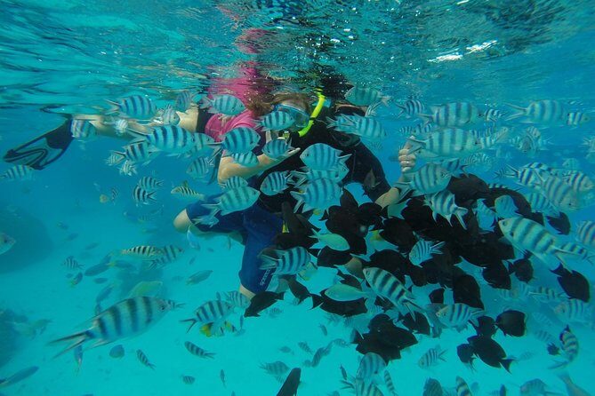 Bora Bora Private Lagoon Tours - Marine Life and Snorkeling Experience