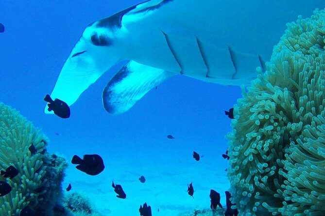Bora Bora Private Lagoon Tours - Frequently Asked Questions