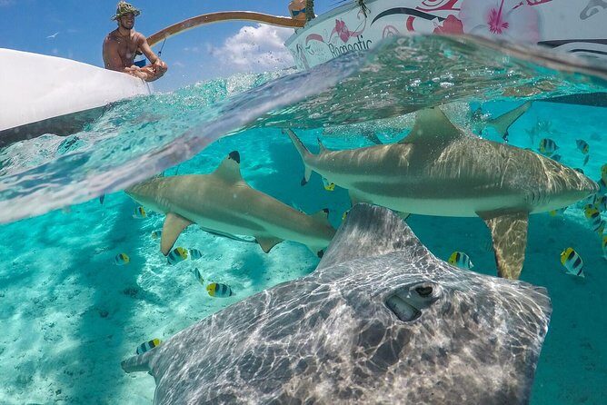 Bora Bora Snorkel Cruise by Polynesian Outrigger Canoe with BBQ Island Lunch - The Itinerary: A Dive into Bora Bora’s Marine Treasures