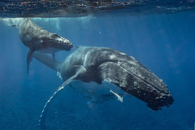Bora Bora Whale Watching - An Overview of the Bora Bora Whale Watching Tour