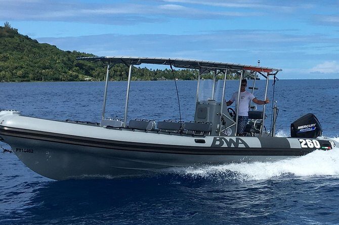 Bora Bora Whale Watching - The Experience in Action: A Typical Day