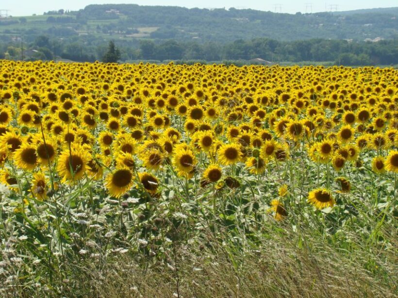 Bordeaux to Dordogne: Castles & Villages Private Tour - The Experience for Different Travelers