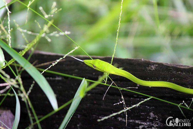 Borneo Kinabatangan River Cruise Day Trip - Introduction