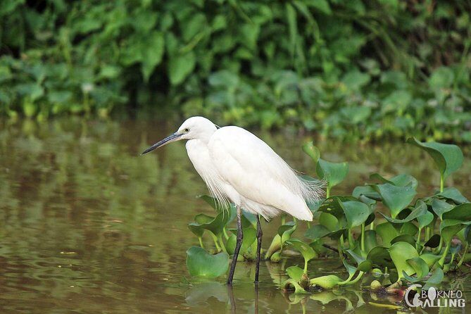 Borneo Kinabatangan River Cruise Day Trip - The Itinerary in Detail