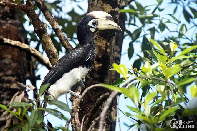 Borneo Kinabatangan River Cruise Day Trip - Who Should Consider This Tour?