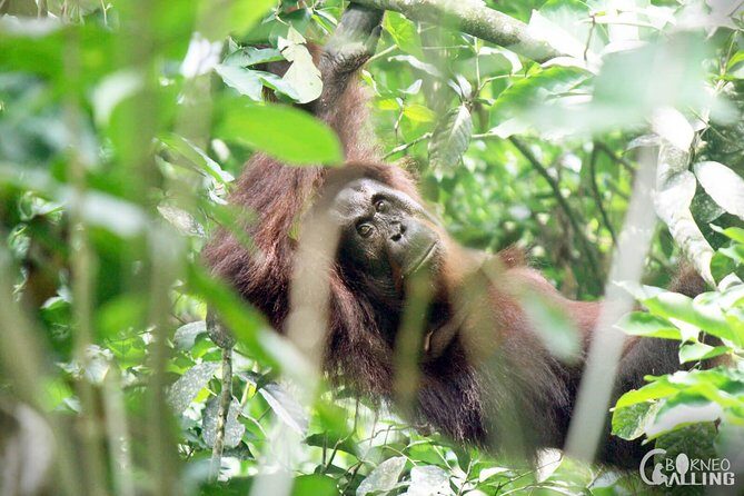 Borneo Kinabatangan River Cruise Day Trip - FAQ