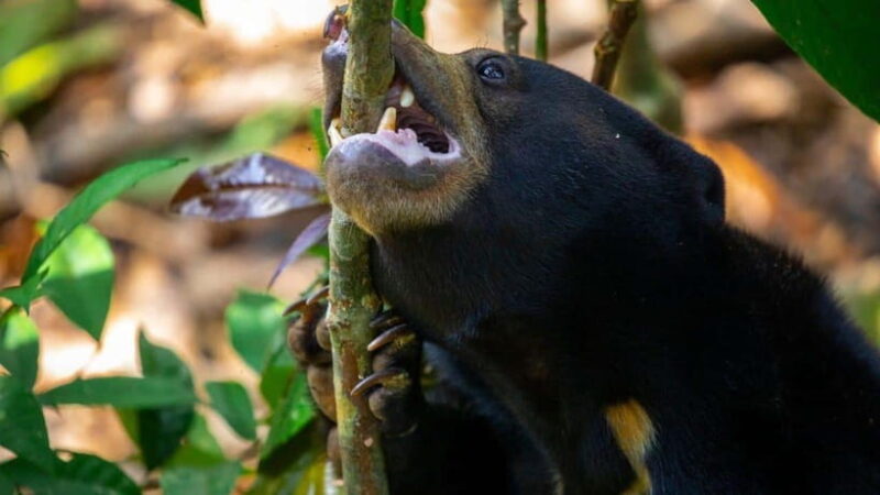 Borneo : Orangutan, Proboscis Monkey, and Sun Bear Tour - Key Points