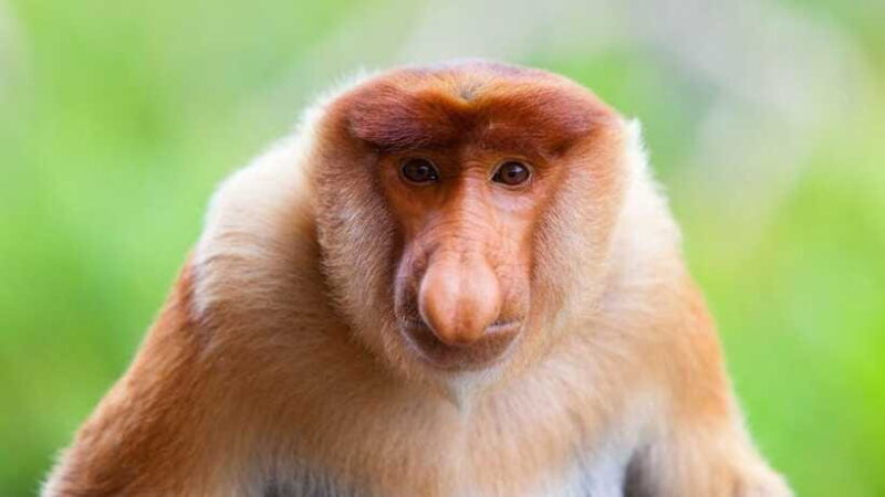 Borneo : Orangutan, Proboscis Monkey, and Sun Bear Tour - The Practical Side