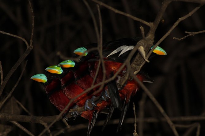 Borneo Wildlife Tour 2 Days 1 Night At Tanjung Bulat Jungle Camp Kinabatangan - Itinerary in Detail