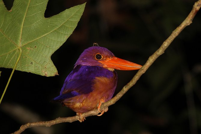 Borneo Wildlife Tour 2 Days 1 Night At Tanjung Bulat Jungle Camp Kinabatangan - Practical Considerations