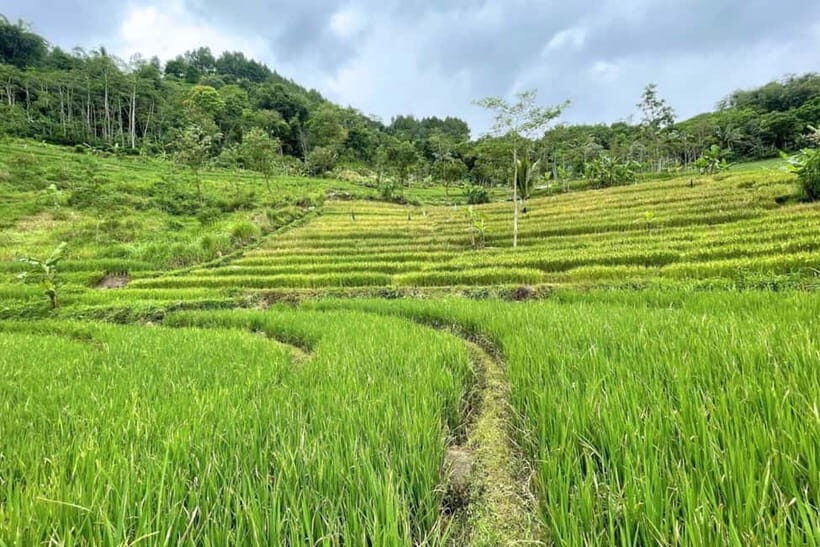 Borobudur: Nepal Van Java & Selogriyo Rice Terraces Private - An In-Depth Look at the Java Countryside Tour