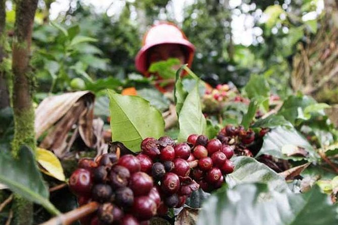 Borobudur & Prambanan in Yogyakarta, train to Malang, hike Bromo & Ijen // 4D3N - Who Will Love This Tour?