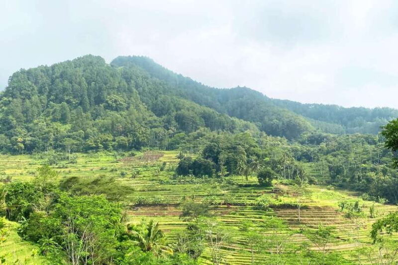 Borobudur: Private Tour to Selogriyo Temple Rice Terraces - Why This Tour Offers Great Value