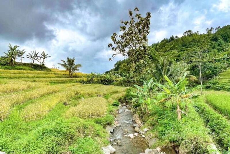 Borobudur: Private Tour to Selogriyo Temple Rice Terraces - Describing the Experience and Its Atmosphere