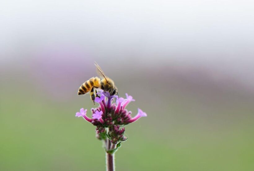 Bosa: discover the products of the beehive - An In-Depth Look at the Beekeeping Workshop in Sardinia