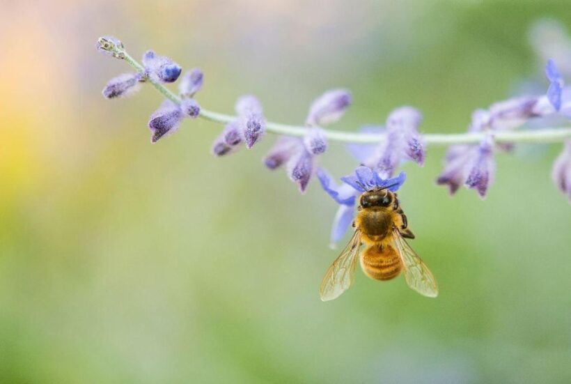 Bosa: discover the products of the beehive - What You Can Expect During the Workshop