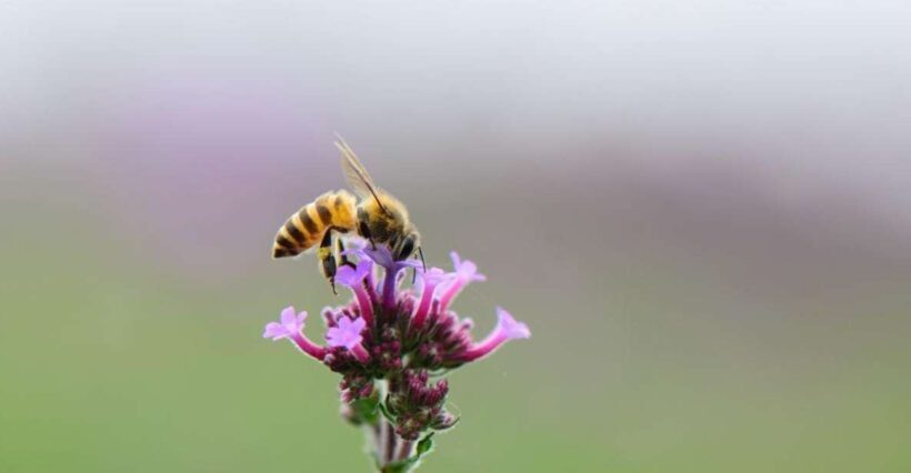 Bosa: discover the products of the beehive - Is It Worth the Price?