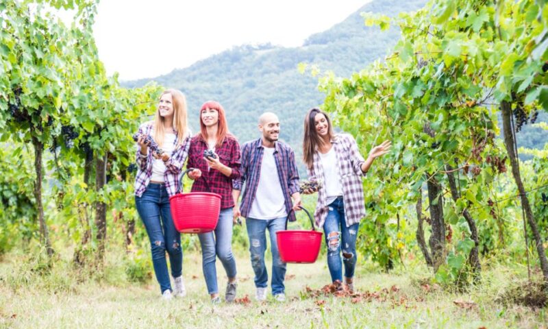 Boscotrecase: Vesuvius Wine Tasting Tour With Lunch - Introduction