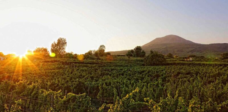 Boscotrecase: Vesuvius Wine Tasting Tour With Lunch - Who Will Enjoy This Tour?