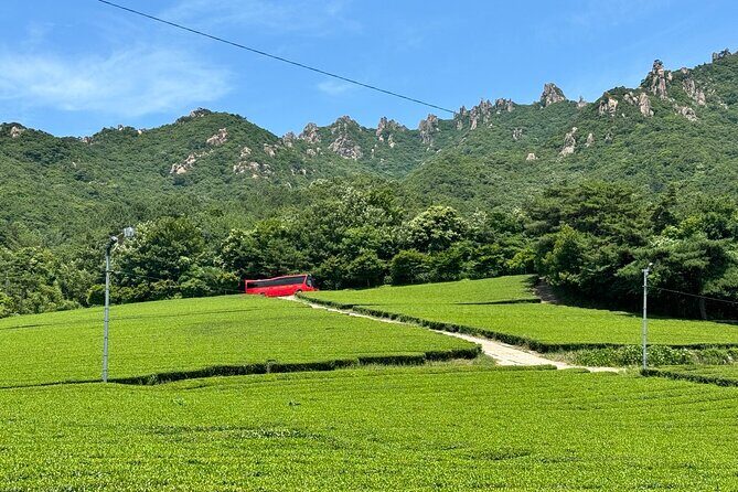 Boseong & Gangjin Green Tea Tour (Private) - Key Points