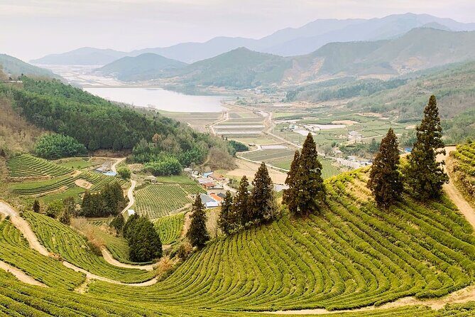 Boseong & Gangjin Green Tea Tour (Private) - In-Depth Itinerary Breakdown