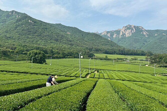Boseong & Gangjin Green Tea Tour (Private) - Transportation & Practical Details