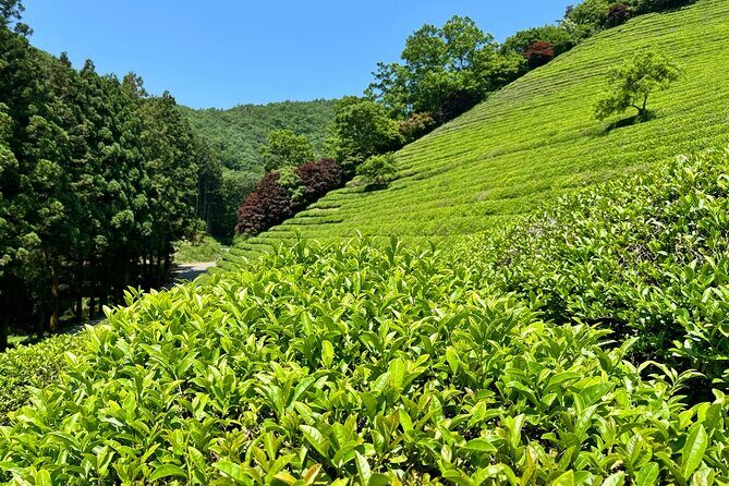 Boseong & Gangjin Green Tea Tour (Private) - Authenticity & Why You’ll Love It