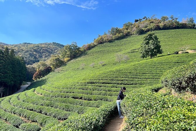 Boseong Tour : Green Tea Field, Mountain & Lake Trail (Private) - What Sets This Tour Apart?