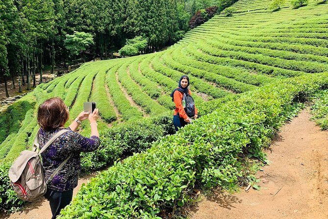 Boseong Tour : Green Tea Field, Mountain & Lake Trail (Private) - Who Is This Tour Best Suited For?