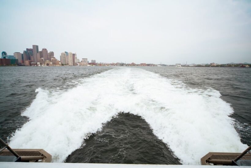 Boston: City Cruises Whale Watching Cruise - The Itinerary and What to Expect