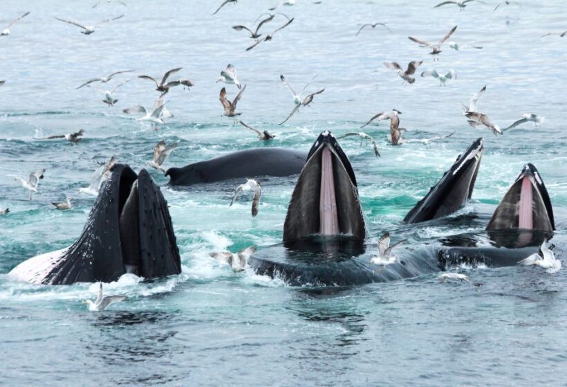Boston: City Cruises Whale Watching Cruise - Who Is This Tour Best For?