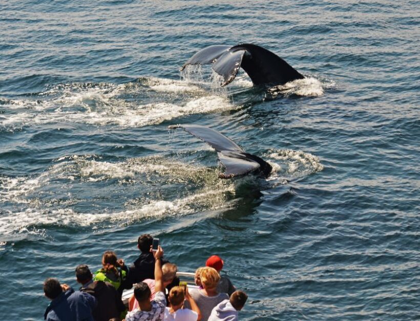 Boston: City Cruises Whale Watching Cruise - Frequently Asked Questions