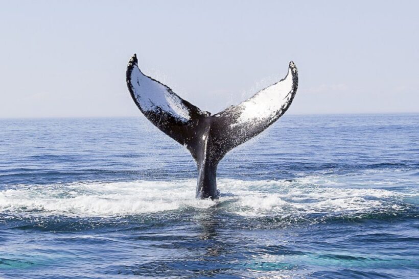 Boston: City Cruises Whale Watching Cruise - Final Thoughts