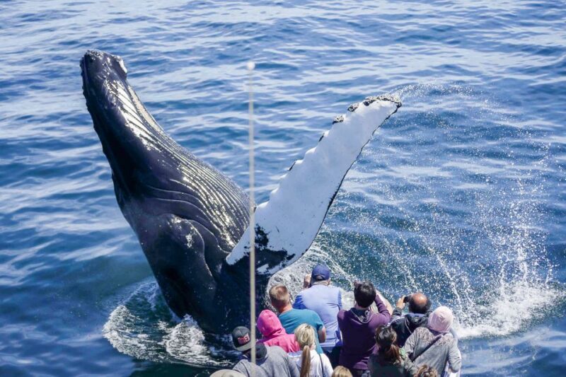 Boston: City Cruises Whale Watching Cruise - Key Points