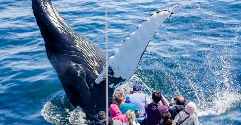 Boston: City Cruises Whale Watching Cruise - FAQ (Frequently Asked Questions)