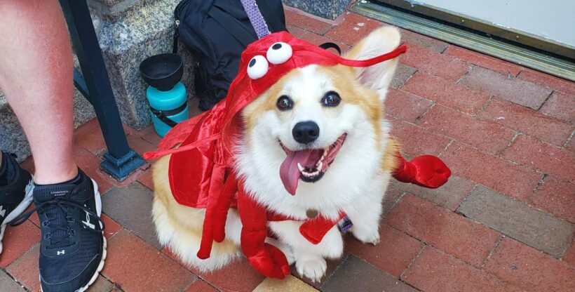 Boston: Dog-Friendly Halloween Costume & Sightseeing Cruise - Final Thoughts