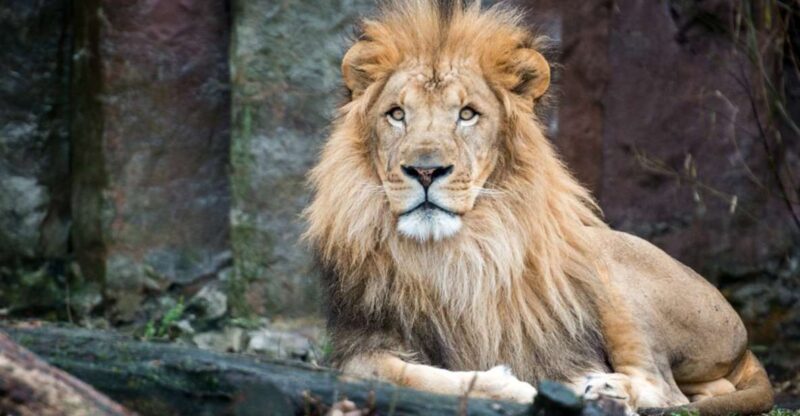 Boston: Franklin Park Zoo Entry Ticket - A Full Breakdown of the Itinerary