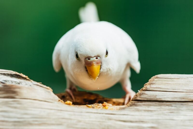 Boston: Franklin Park Zoo Entry Ticket - What to Expect on Your Visit